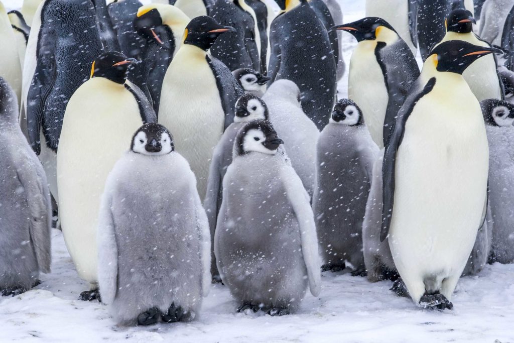 Les manchots de l'Antarctique - Grands Espaces