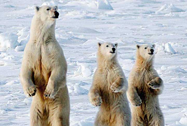 Croisière Spitzberg - Voyage au Groenland - Grands Espaces
