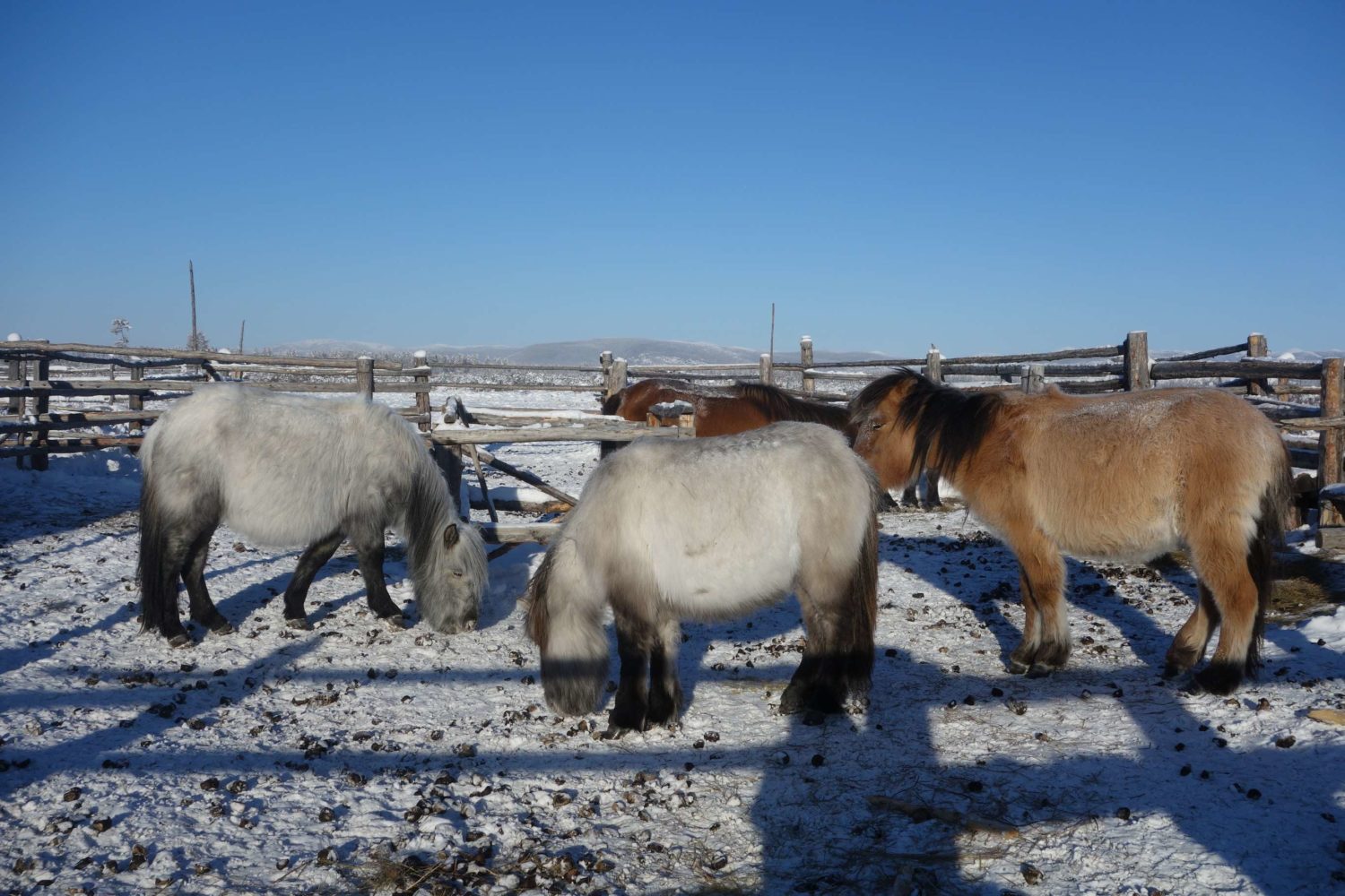2e Circuit Sibérie-Yakoutie de février 2019 - Visiter Yakutsk, Omyakon
