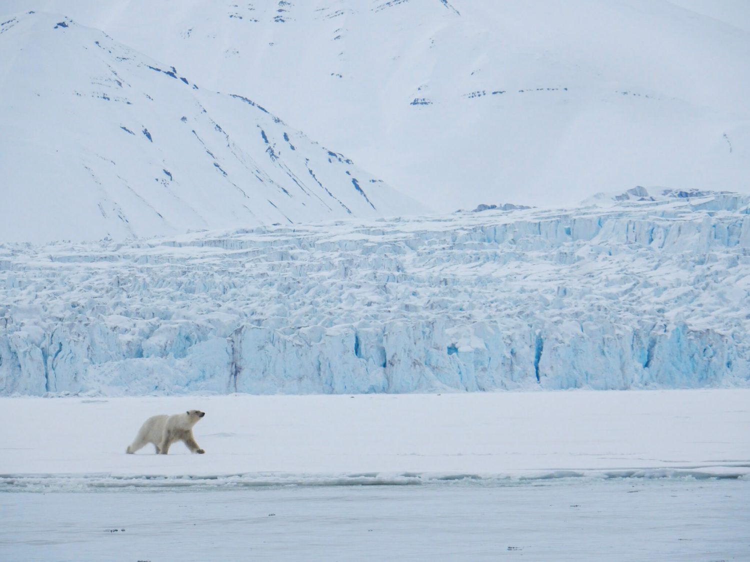 Le Printemps Polaire à bord du Polarfront - Croisière Polaire - Grands ...