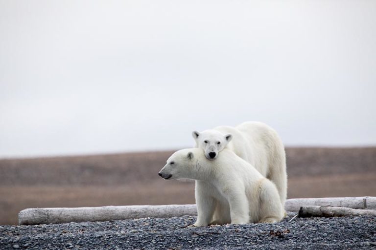 10 choses à savoir sur l'ours polaire - Faune Arctique - Grands Espaces