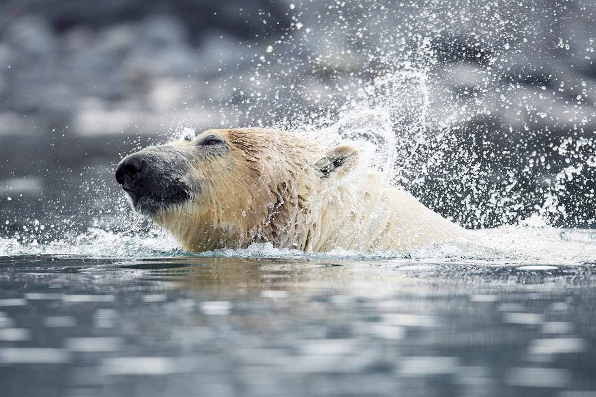 Notre sélection des 11 plus belles photos de faune 2019 - Grands Espaces