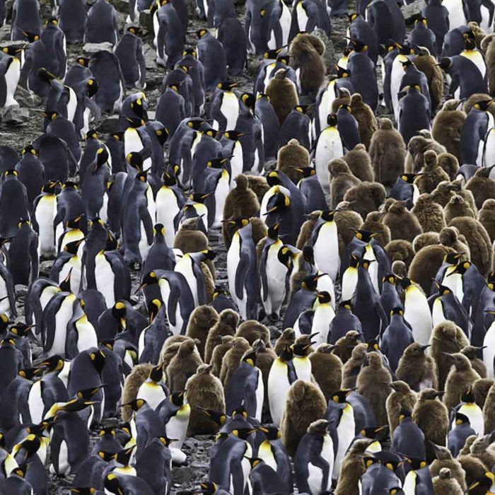 Tout savoir sur le manchot royal - Croisière Antarctique - Grands Espaces