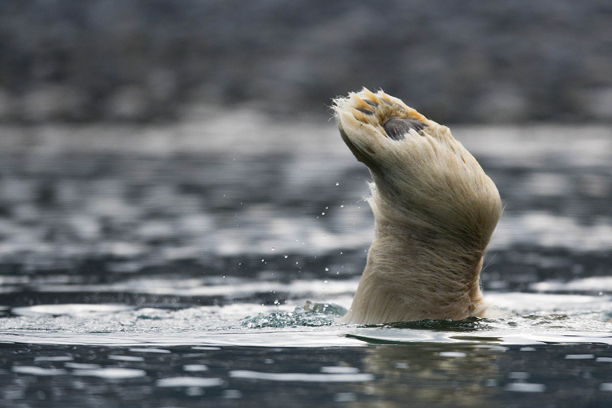 Les animaux font leur show - Croisière Polaire - Grands Espaces