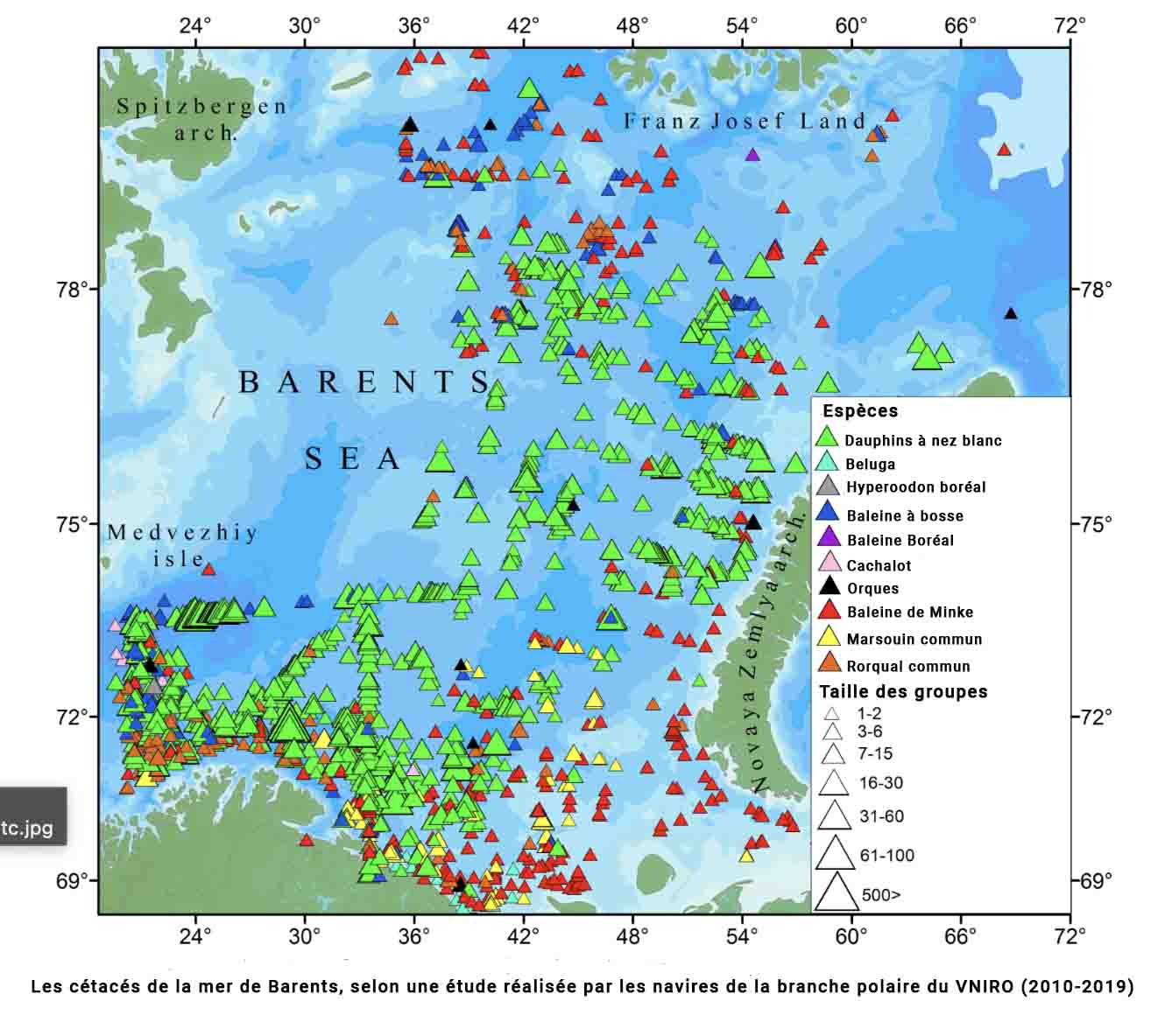 Les cétacés en mer de Barents - Grands Espaces