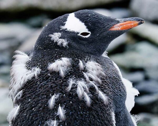 Les manchots de l'Antarctique - Grands Espaces
