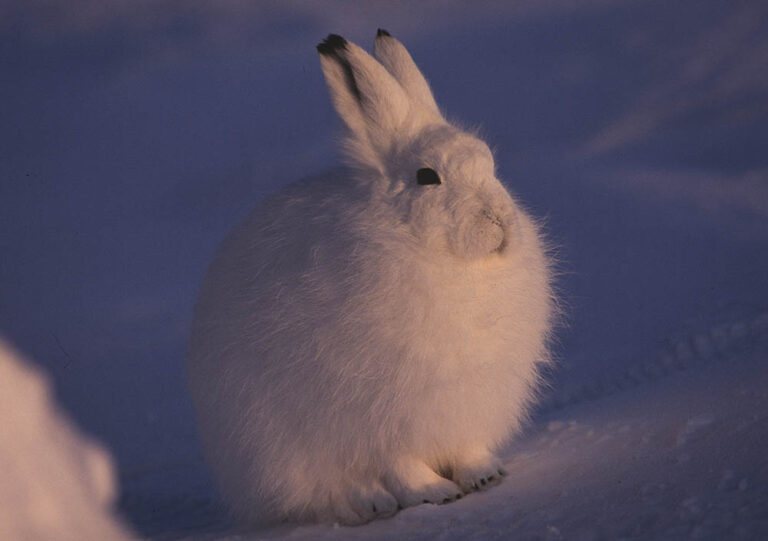 Le lièvre arctique - Grands Espaces
