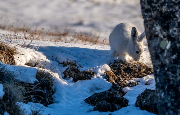 Le lièvre arctique - Grands Espaces