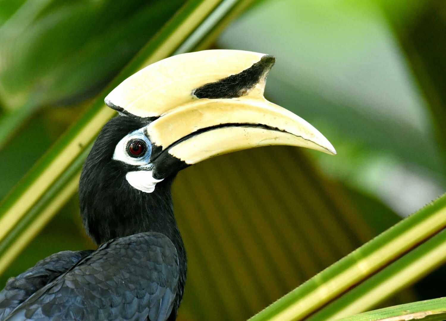 Les espèces emblématiques du bassin du Congo - Grands Espaces